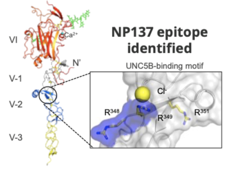 NP137-Lead asset - NETRIS PHARMA